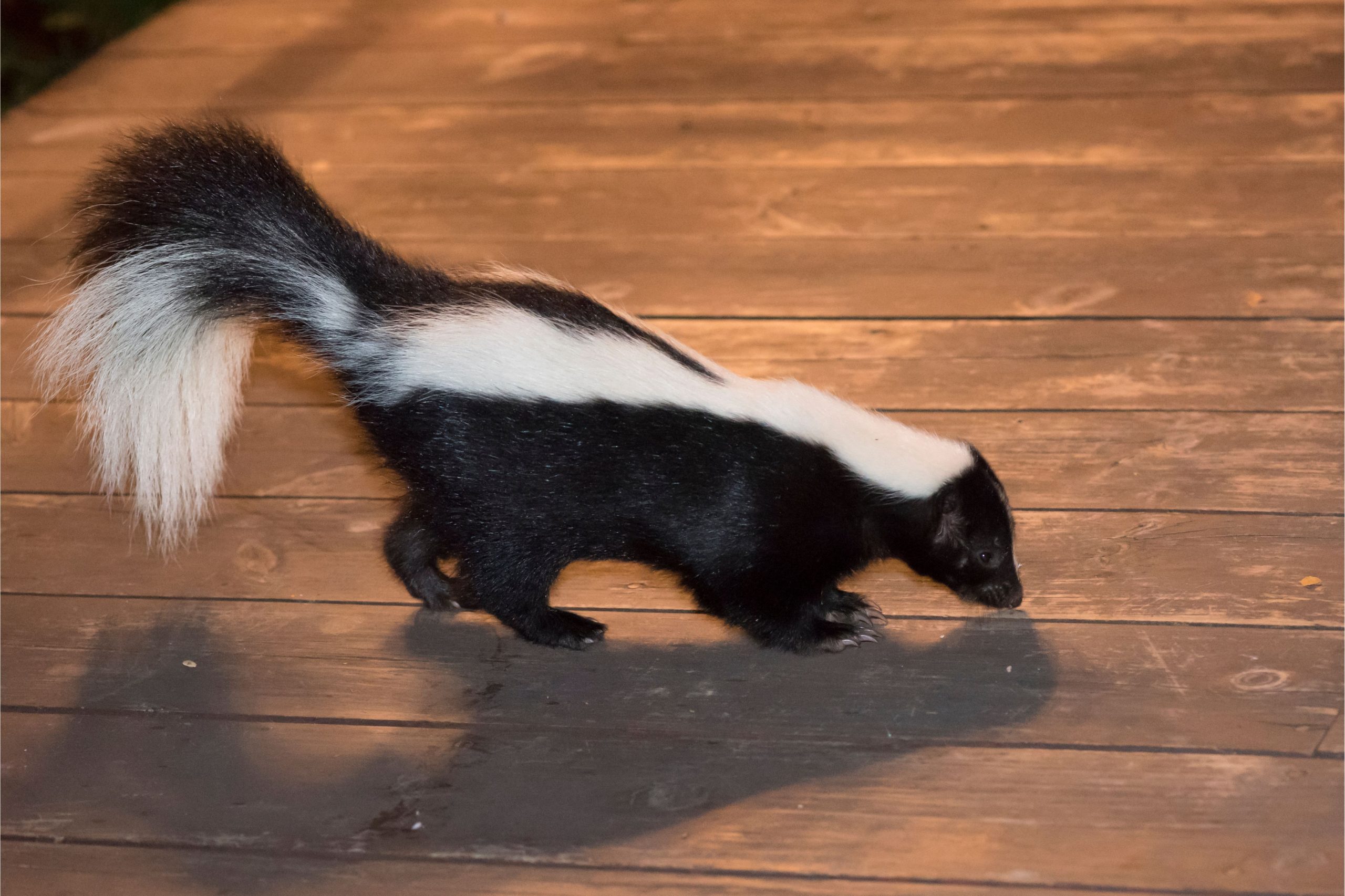 Humane Skunk Removal Near You | Wildlife Pro Toronto