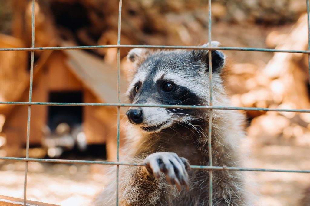 Animal Removal Vaughan | Humane Wildlife Control