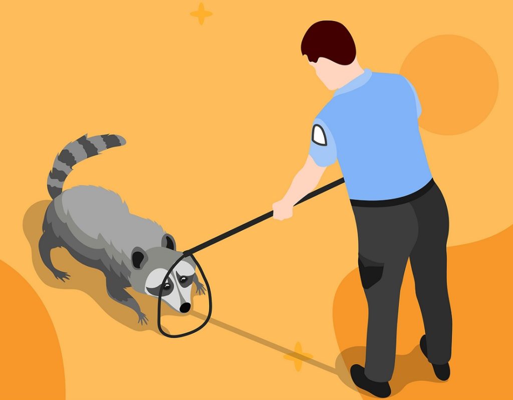 Animal Removal Toronto | Humane Wildlife Control Services