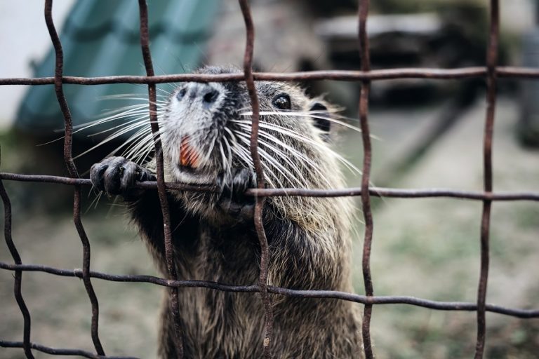 Rodent Proofing Services | Top Wildlife Control Experts