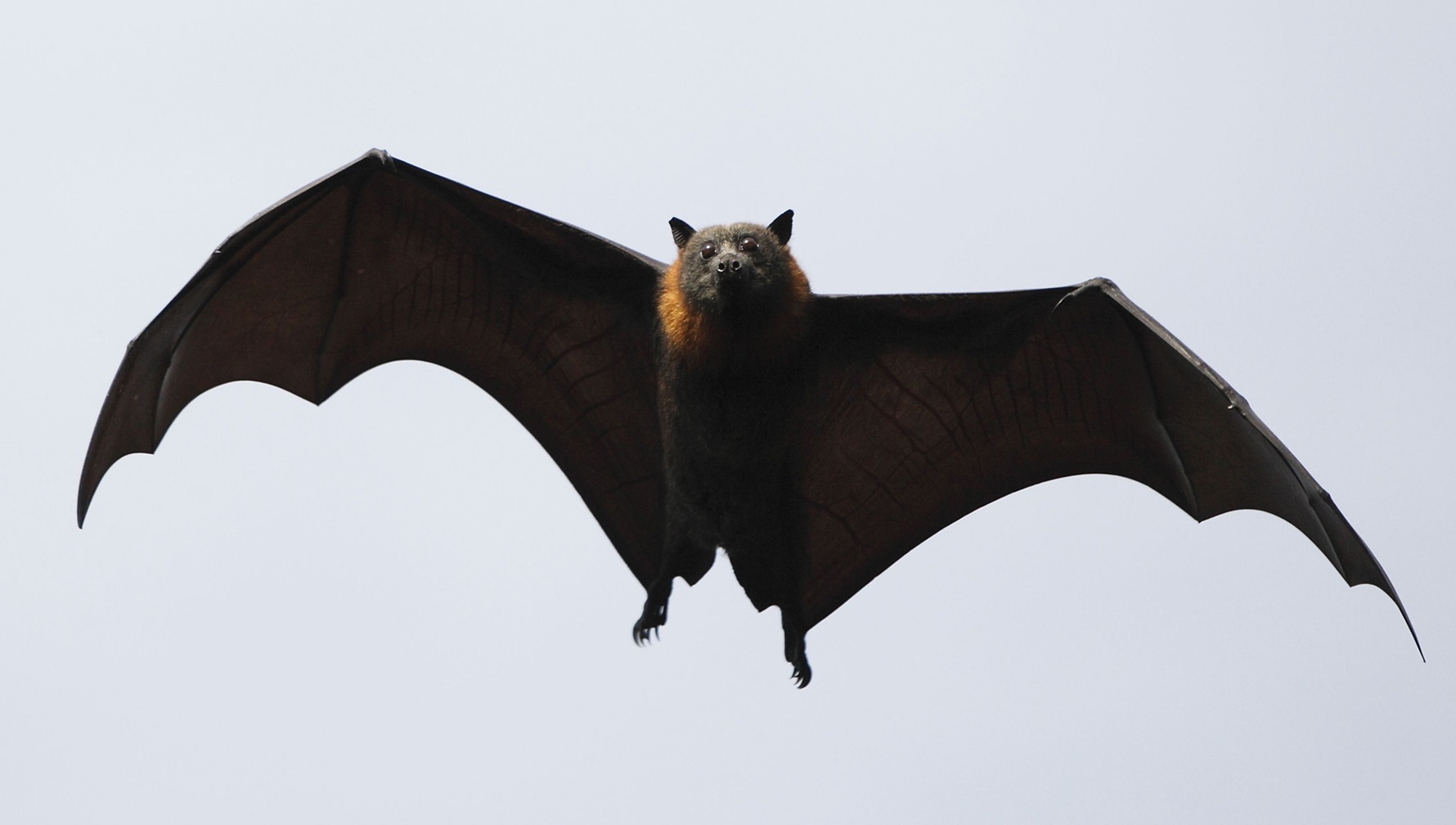 Flight Plan: Your Roadmap to Ethical Bat Removal and Property ...