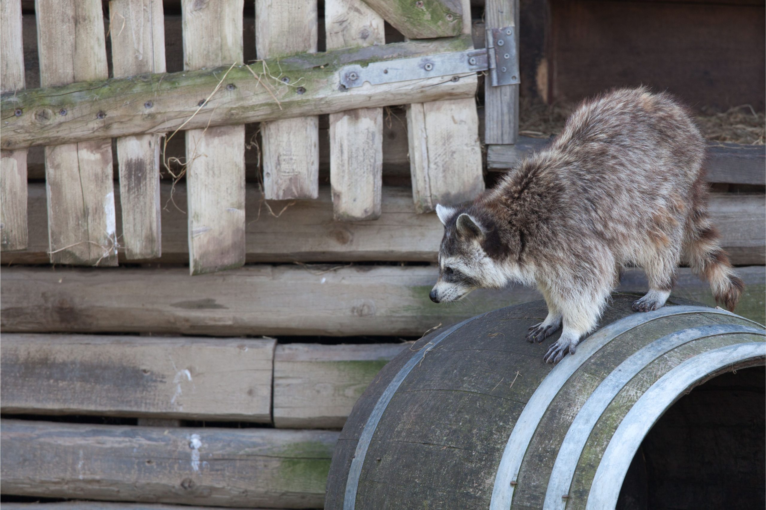 Brampton Raccoon Removal: Fast, Affordable & Humane Services