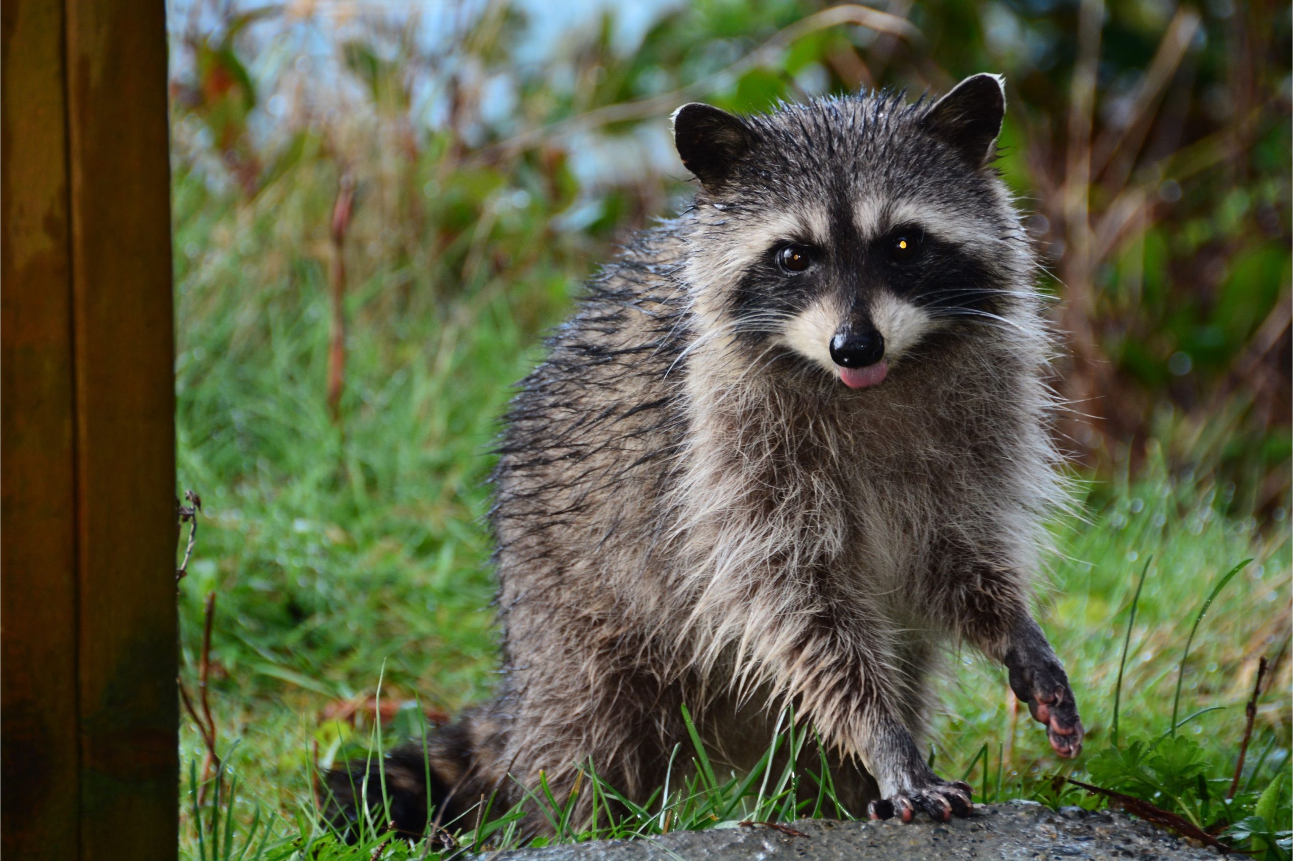 Wildlife Removal Brampton | Humane & Effective Solutions