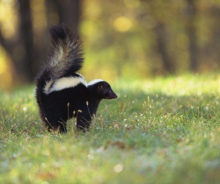 Goodbye, Skunks! 10 Surefire Methods to Reclaim Your Yard | Wildlife Pro
